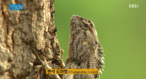 파충류의 종류, 전남 보성에서 발견 된 세계 최대 중생대 도마뱀 "비봉리엔시스라(Asprosaurus bibongriensis ...